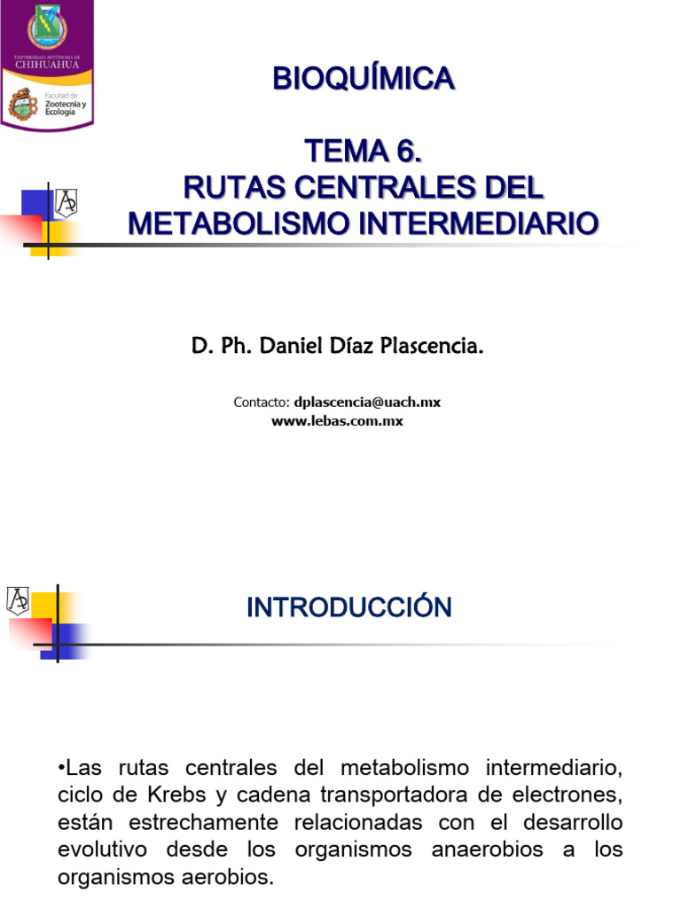 6 Rutas Centrales Del Metabolismo Intermediario | PDF | Dieta y nutrición | Química