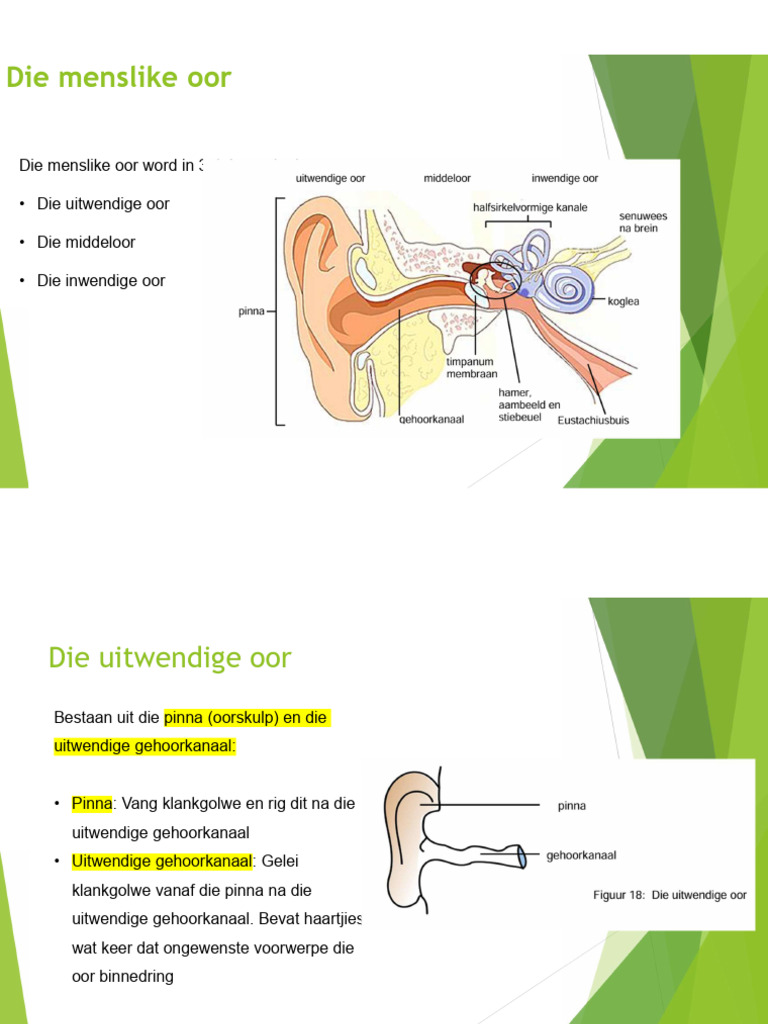 GR 12 Die Oor | PDF