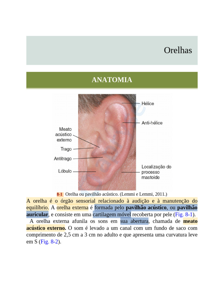 Anatomia da Orelha Externa | PDF | Orelha | Audição
