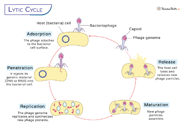 Lytic-Cycle - JPG 1,080×750 Pixels | PDF