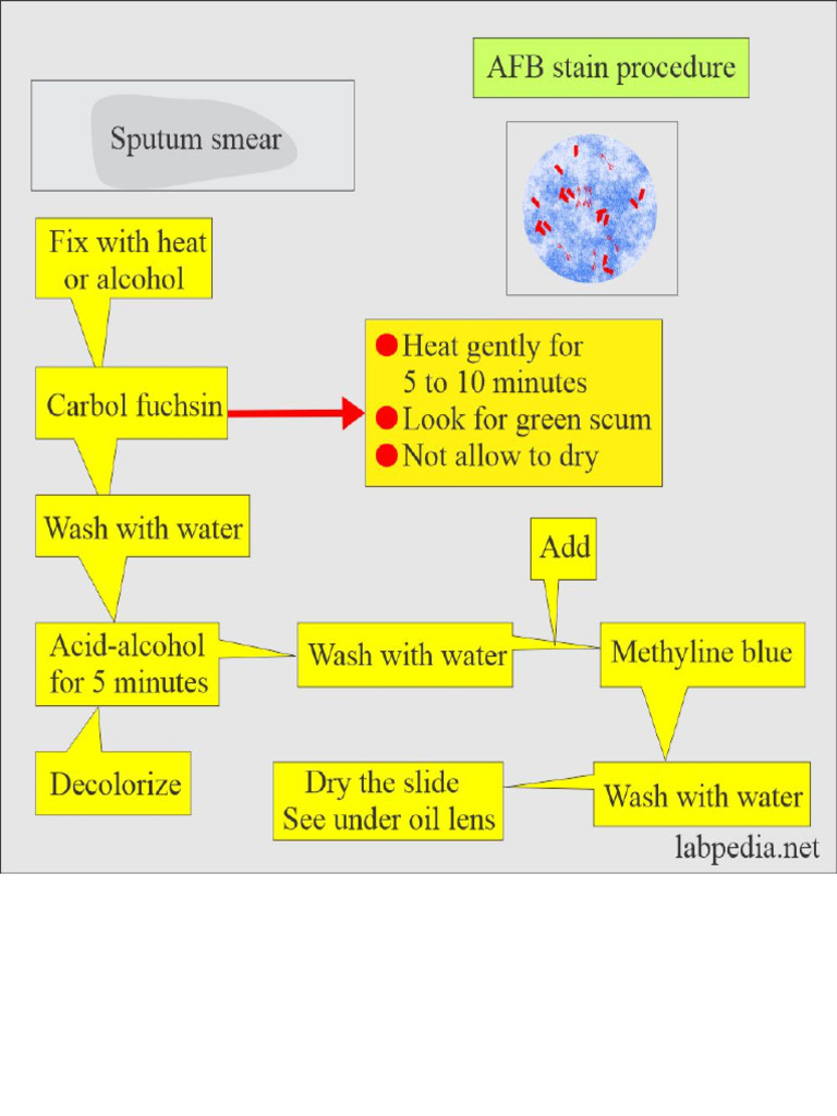 AFB-stain-2.jpg 1,000×943 Pixels | PDF