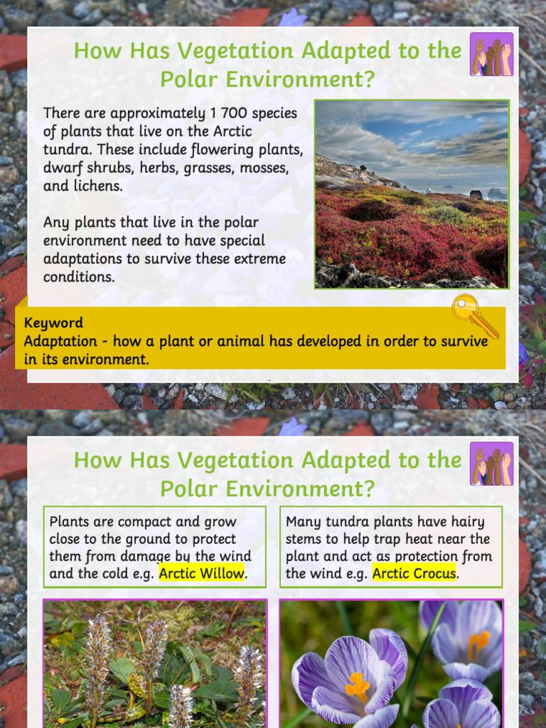 Vegetation Adaptations Part 2 | PDF | Plants | Arctic