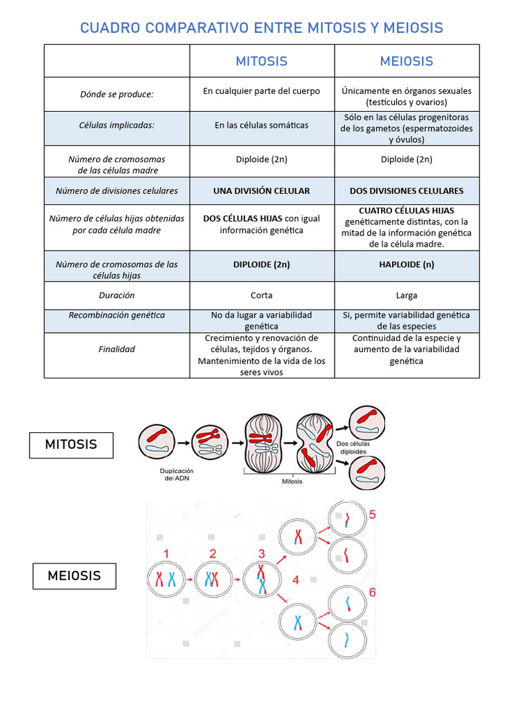 Cuadro Comparativo Entre Mitosis y Meiosis | PDF