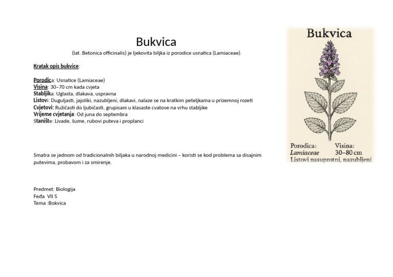 Bukvica | PDF