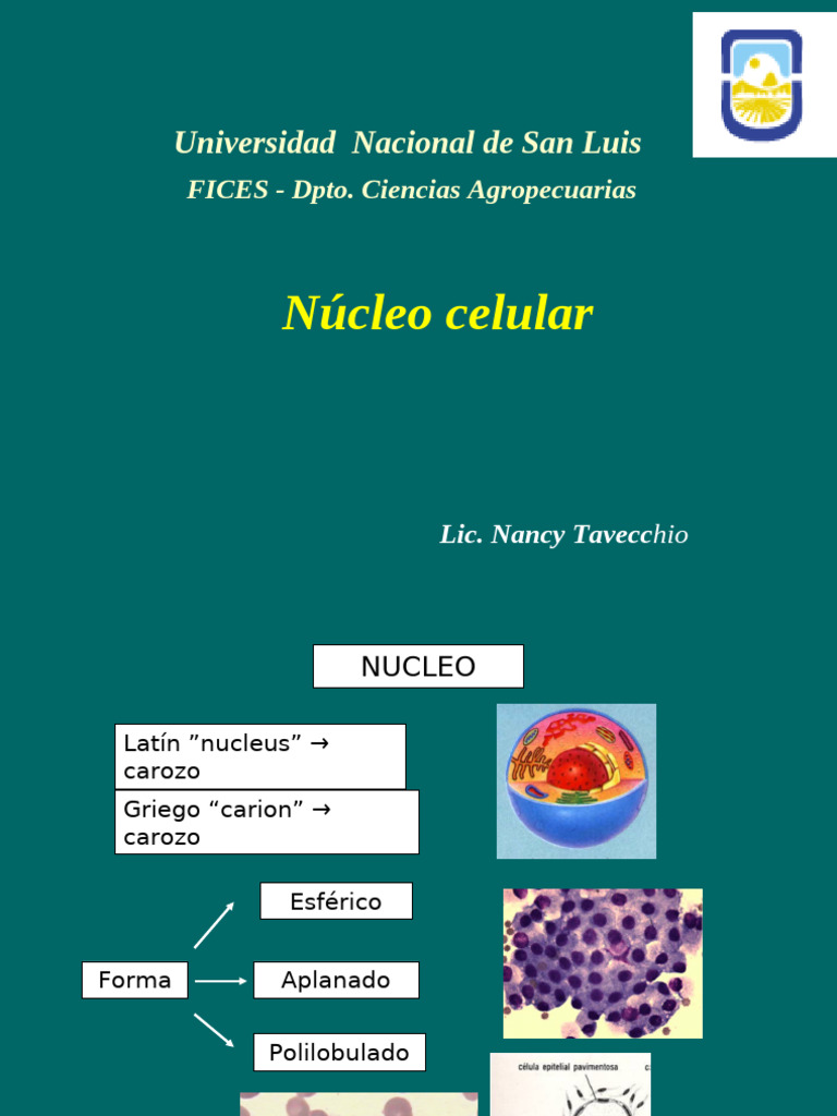 Nucleo Celular | PDF | Nucleo celular | Cromatina