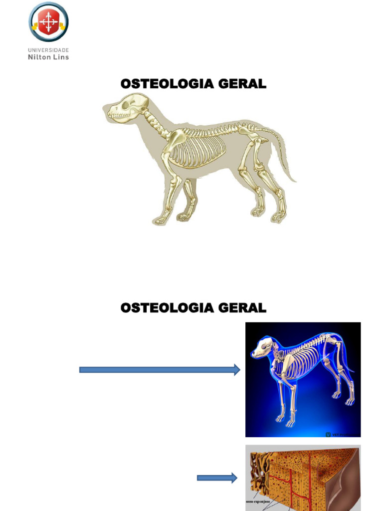 Osteologia Geral: Estrutura e Funções Ósseas | PDF | Osso | Zoologia