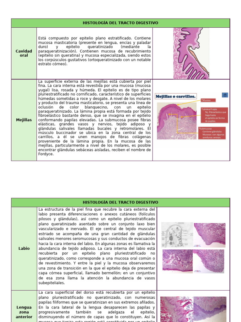 HTD Tabla | PDF | Epitelio | Membrana mucosa