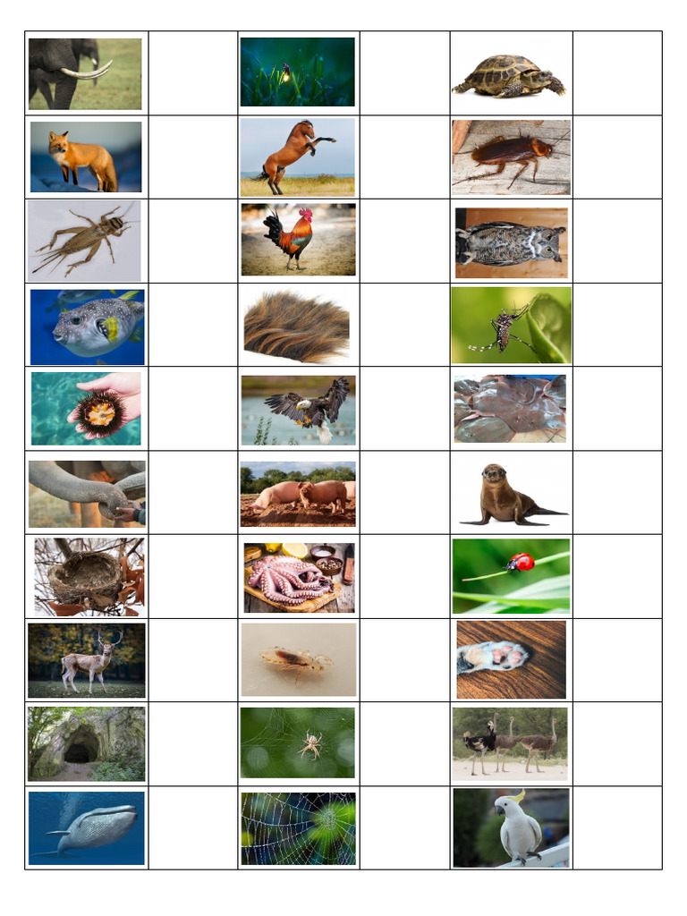 Game Animals | PDF