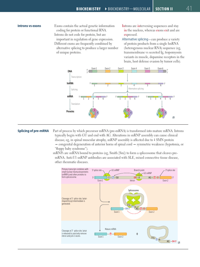 8 Protein Synthesis and Regulation | PDF | Ribosome | Rna Splicing