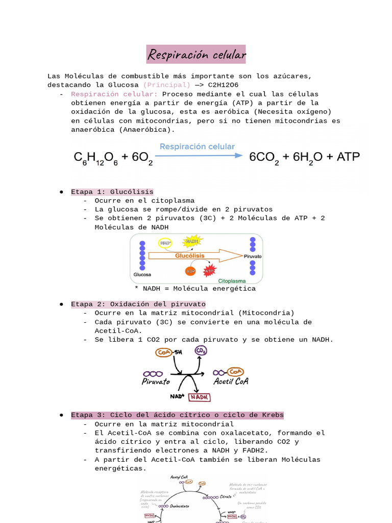 Respiración Celular | PDF