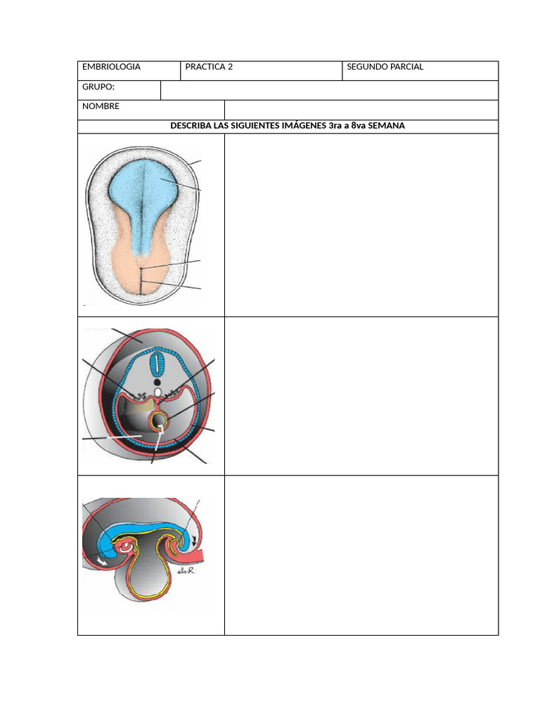 Embriologia 2 Pdf