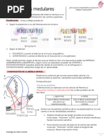 Tipos de Reflejos Medulares | PDF | Neurofisiología | Anatomía humana