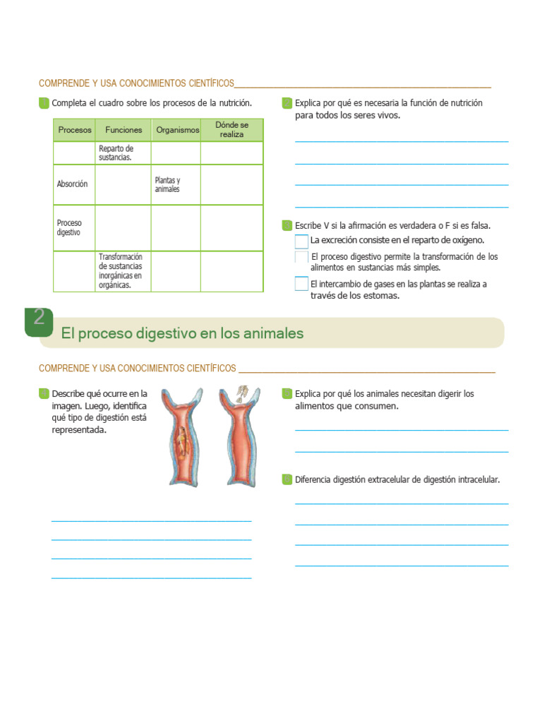 Funcion de Nutricion | PDF | Digestión | Sistema digestivo humano