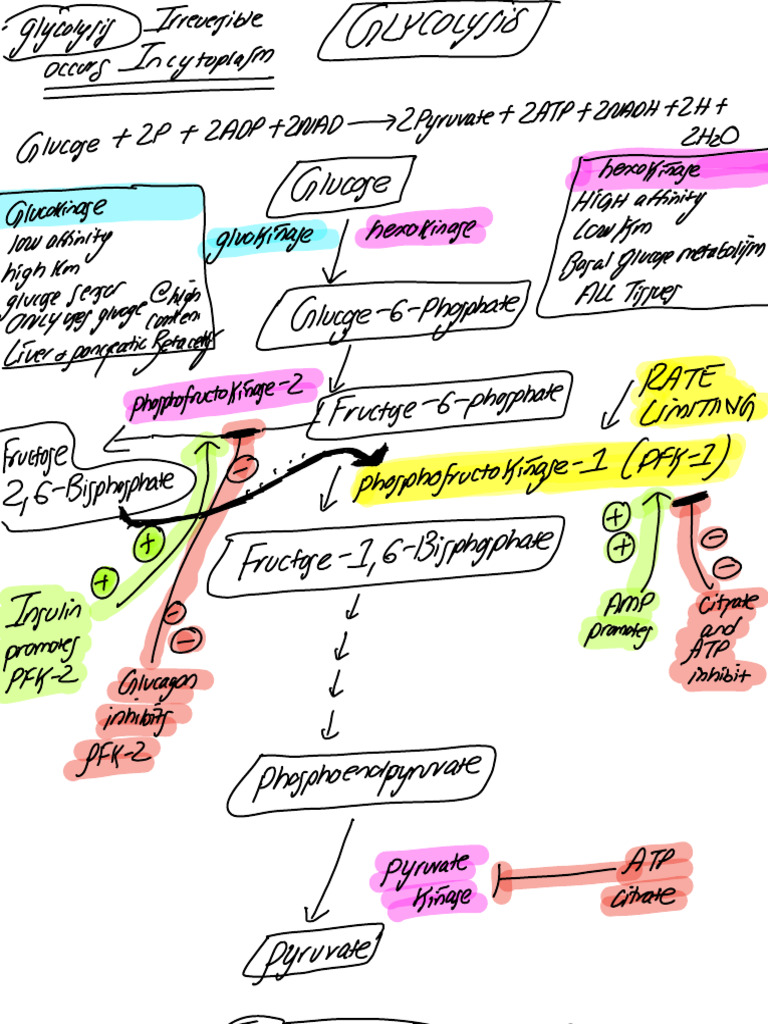 Metabolic Pathways in Dirty Medicine | PDF | Glycogen | Fructose