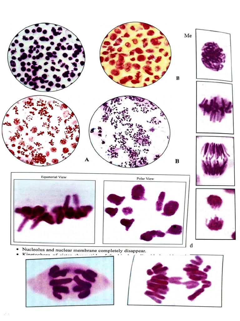 Mitosis and Meiosis Practical-1 | PDF