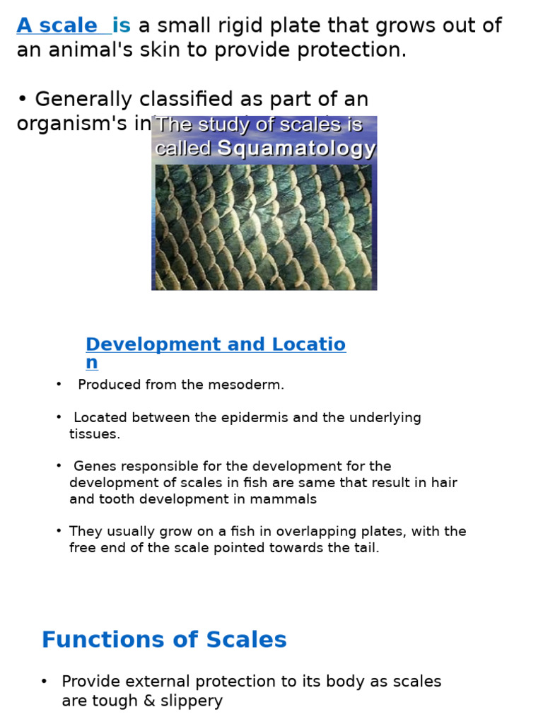 Placoid Ctenoid Cycloid Scales | PDF | Fish | Aquatic Animals