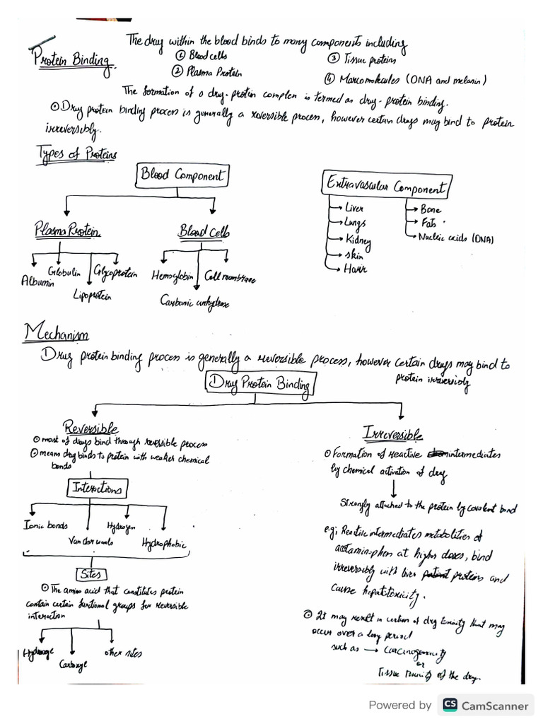 Protein Binding | PDF