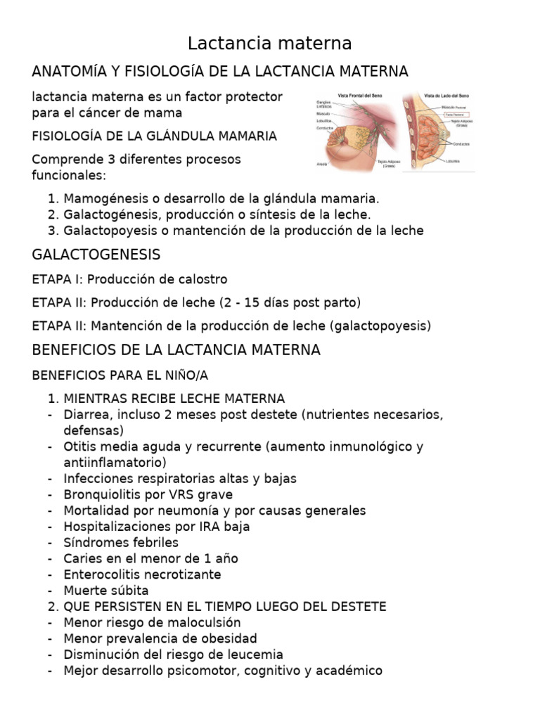 Lactancia Materna | PDF | Amamantamiento | Pecho