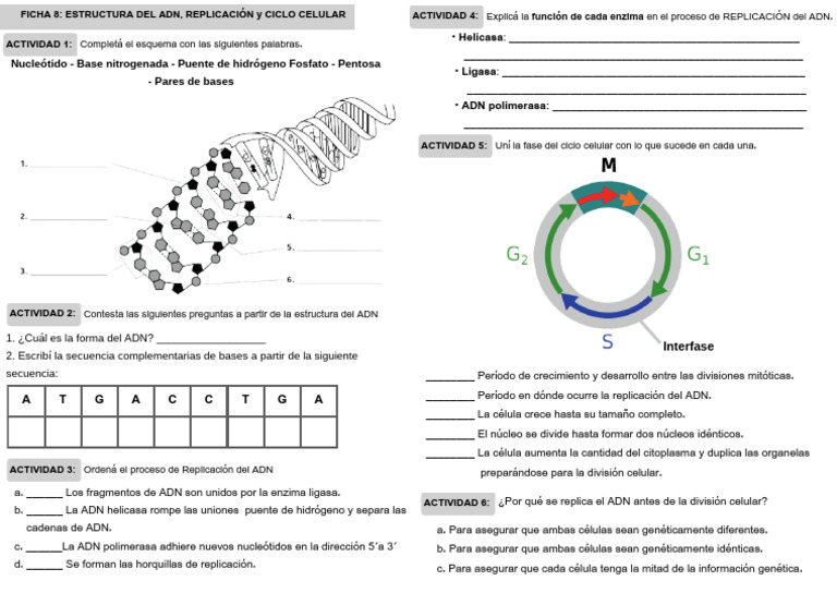 Ficha 8 ESTRUCTURA - REPLICACIÓN - CICLO CELULAR | PDF | Adn | Replicación De Adn