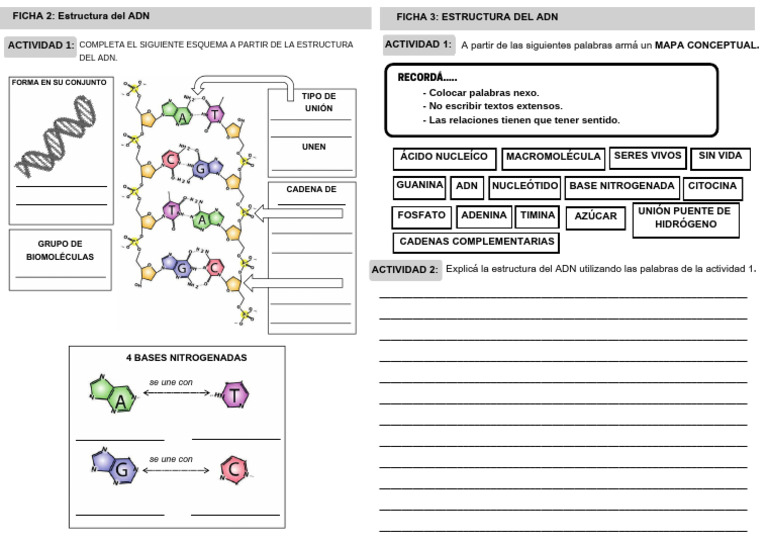 Ficha 2 y Ficha 3 Estructura Del Adn | PDF | Adn | Nucleótidos
