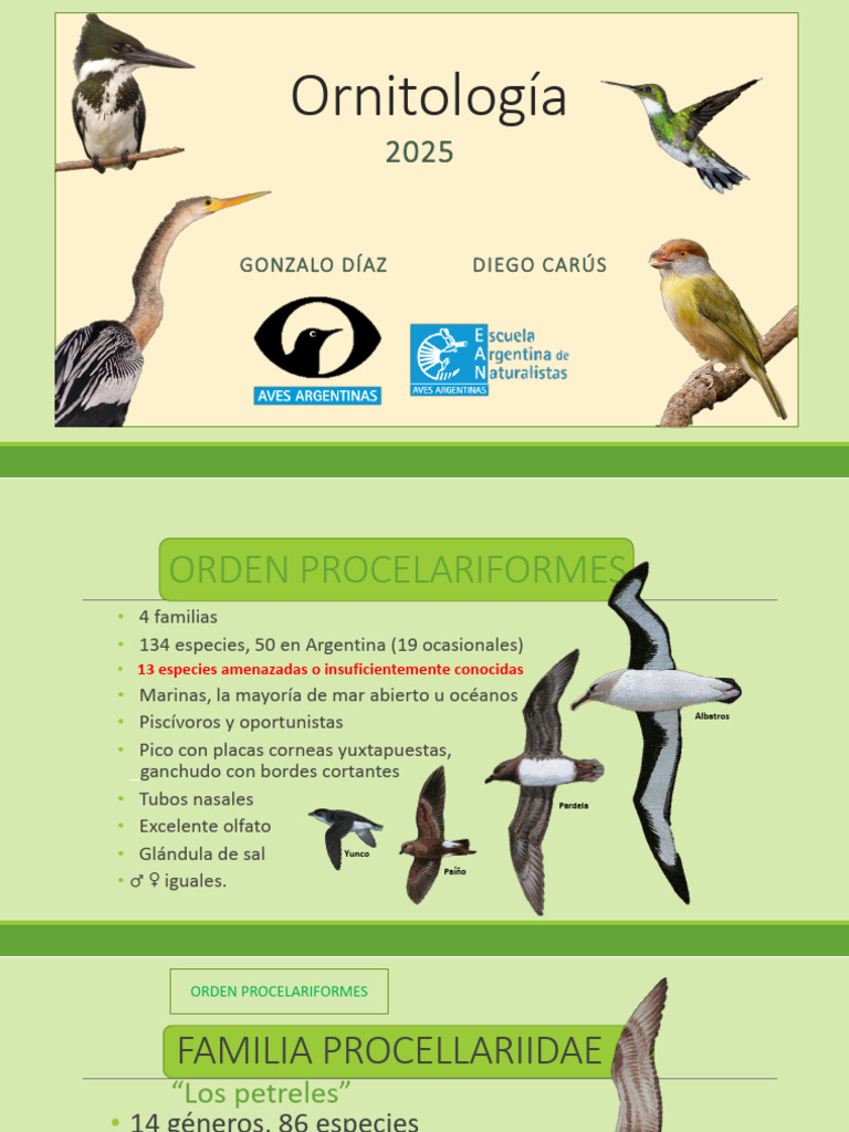 Pardelas marinas en la ornitología argentina | PDF | Zoología | Neognathae