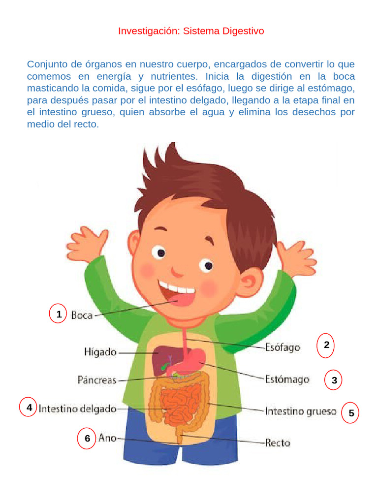 Proceso de la Digestión Humana | PDF | Sistema digestivo humano | Digestión