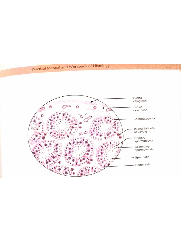 Testis, Epididymis, Ductus Deferens, Prostate, Ovary, Fallopian Tube ...