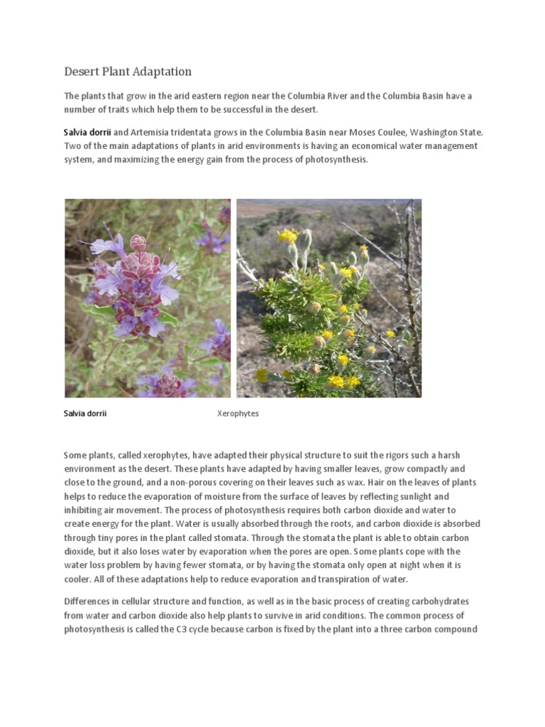 Desert Plant Adaptation | Desert
