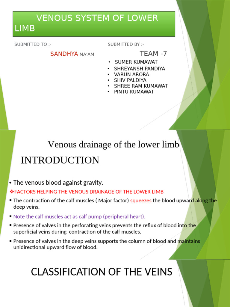 Venous System of the Lower Limb | PDF | Vein | Human Leg