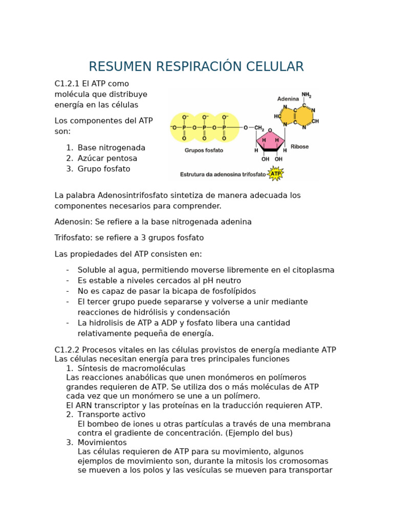 Resumen Respiración Celular | PDF | Trifosfato de adenosina | Respiración celular