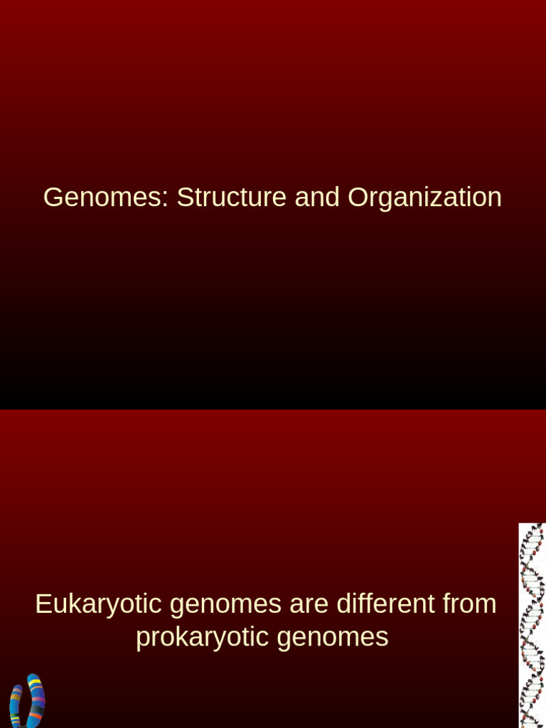 Eukaryotic vs Prokaryotic Genomes Explained | PDF | Gene ...