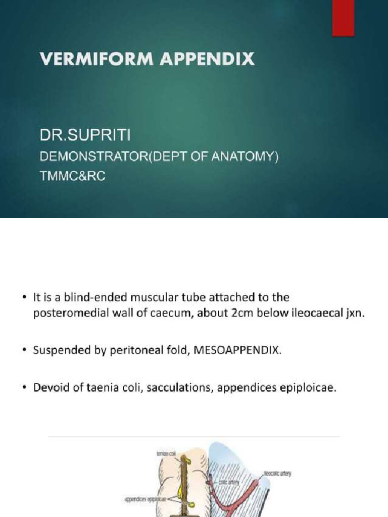 Apendix Anatomy | PDF