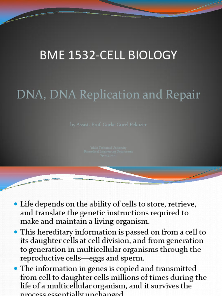DNA, Replication, Repair | PDF | Dna Replication | Dna