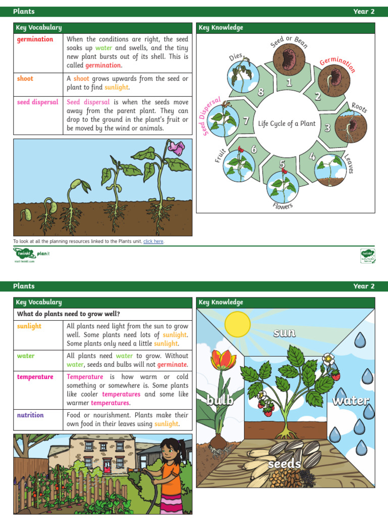 T SC 2549657 Science Knowledge Organiser Plants Year 2 Ver 5 | PDF ...