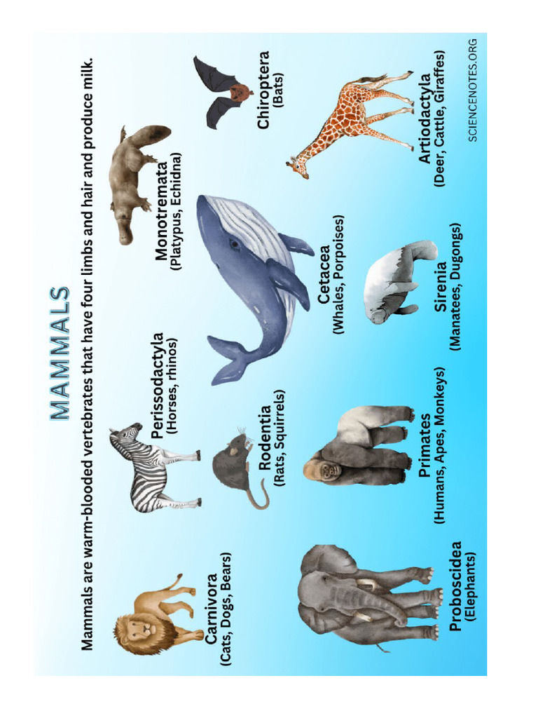 Mammals | PDF