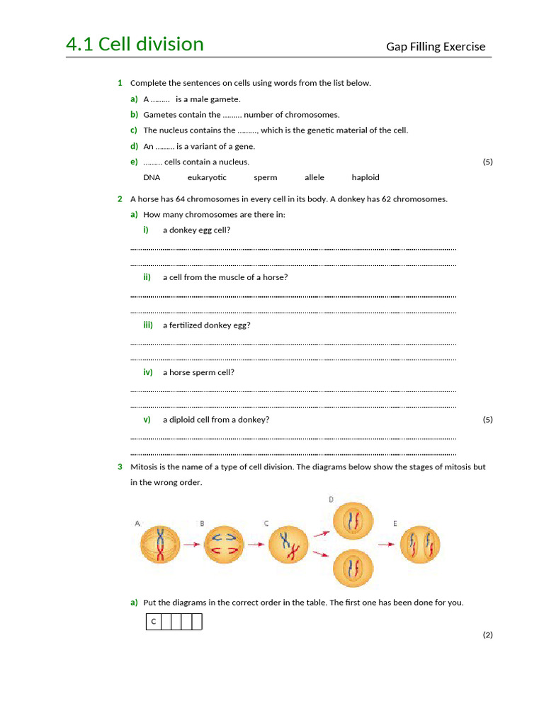 4.1 Cell Division Exercise | PDF | Chromosome | Ploidy