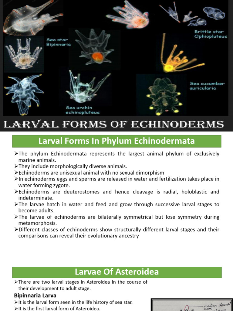 Larval Forms of Echinodermata | PDF | Zoology