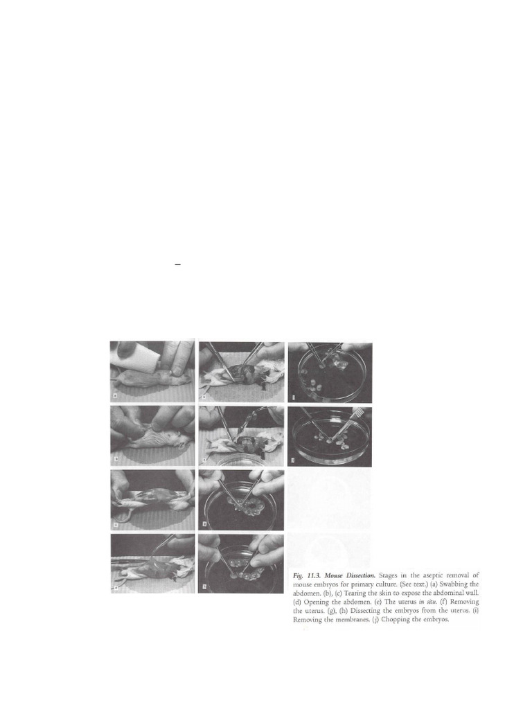 Primary Cell Culture | PDF | Trypsin | Tissue (Biology)
