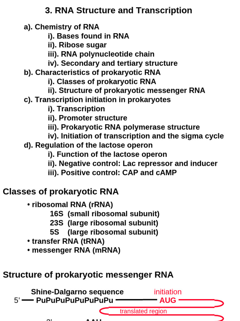 Transcription in Prokaryotes | PDF | Messenger Rna | Ribosomal Rna