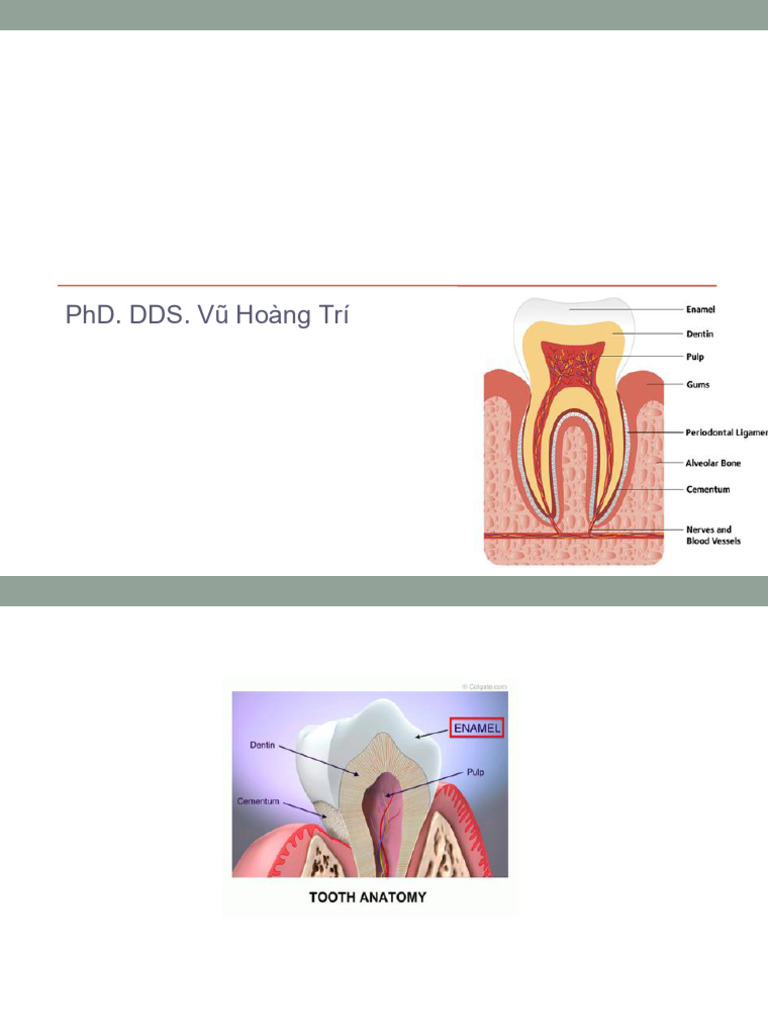Dental Tissues | PDF | Tooth Enamel | Dentin
