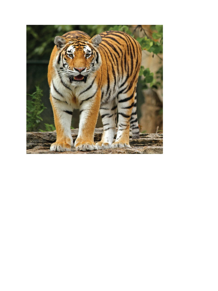 Tiger | PDF