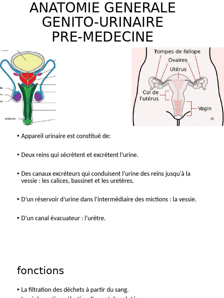 Anatomie de l'appareil génito-urinaire | PDF | Rein | Prostate