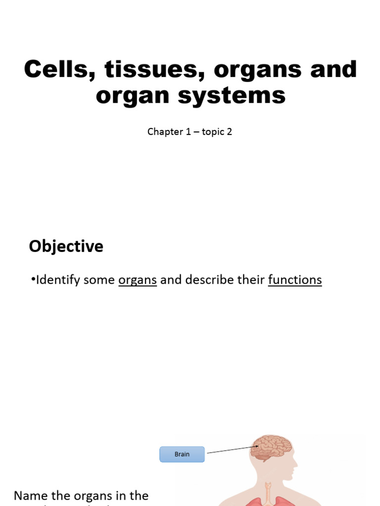 3 - Body Organs | PDF