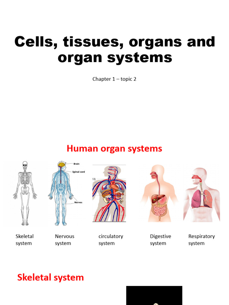 4 - Cells and Tissues | PDF