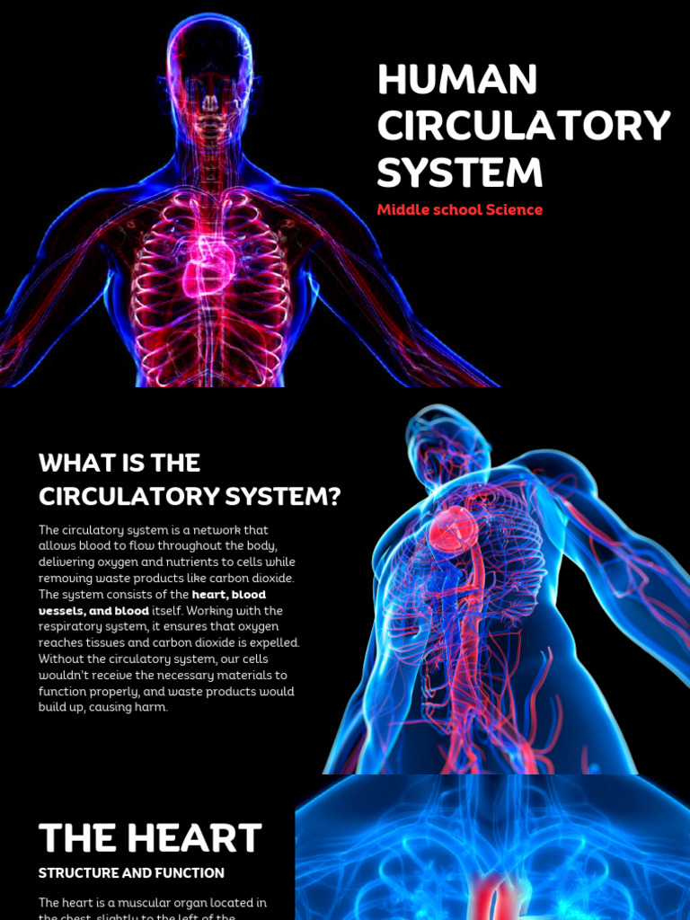 Circulatory System Educational Presentation in Black Blue Animated ...