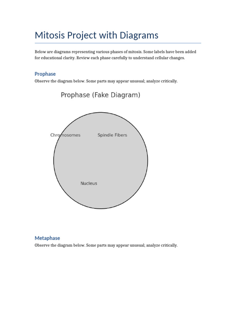Mitosis Fake Diagram Project | PDF
