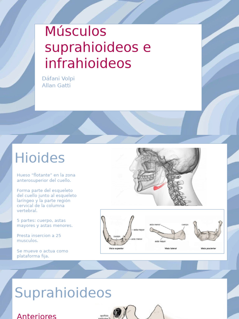 Supra e Infrahioideos | PDF | Laringe | Sistema musculoesquelético