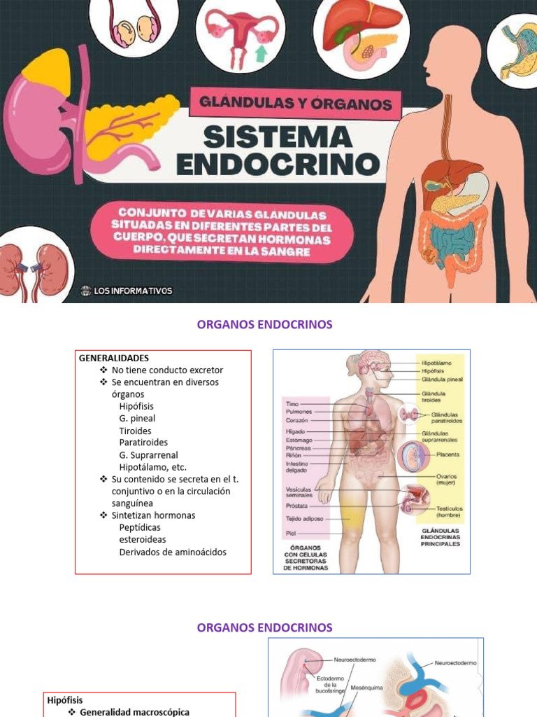 Histologia de Los Organos Endocrinos Del Humano | PDF | Glándula ...