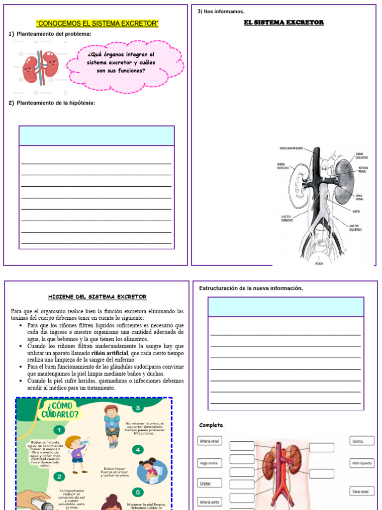 Conocemos El Sistema Excretor | PDF | Sistema urinario | Medicina CLINICA