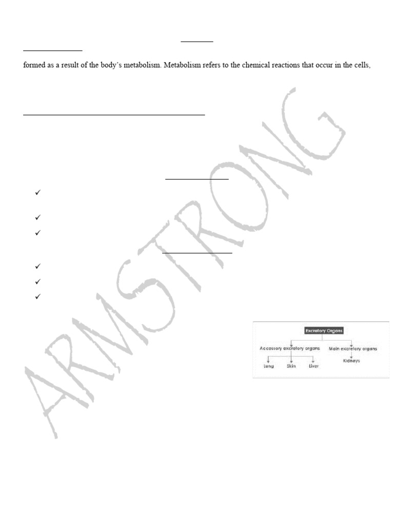 CSEC Biology Notes - Excretion | PDF | Kidney